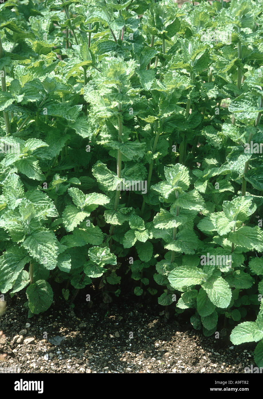 Curly mint mentha aquatica var crispa hi-res stock photography and ...