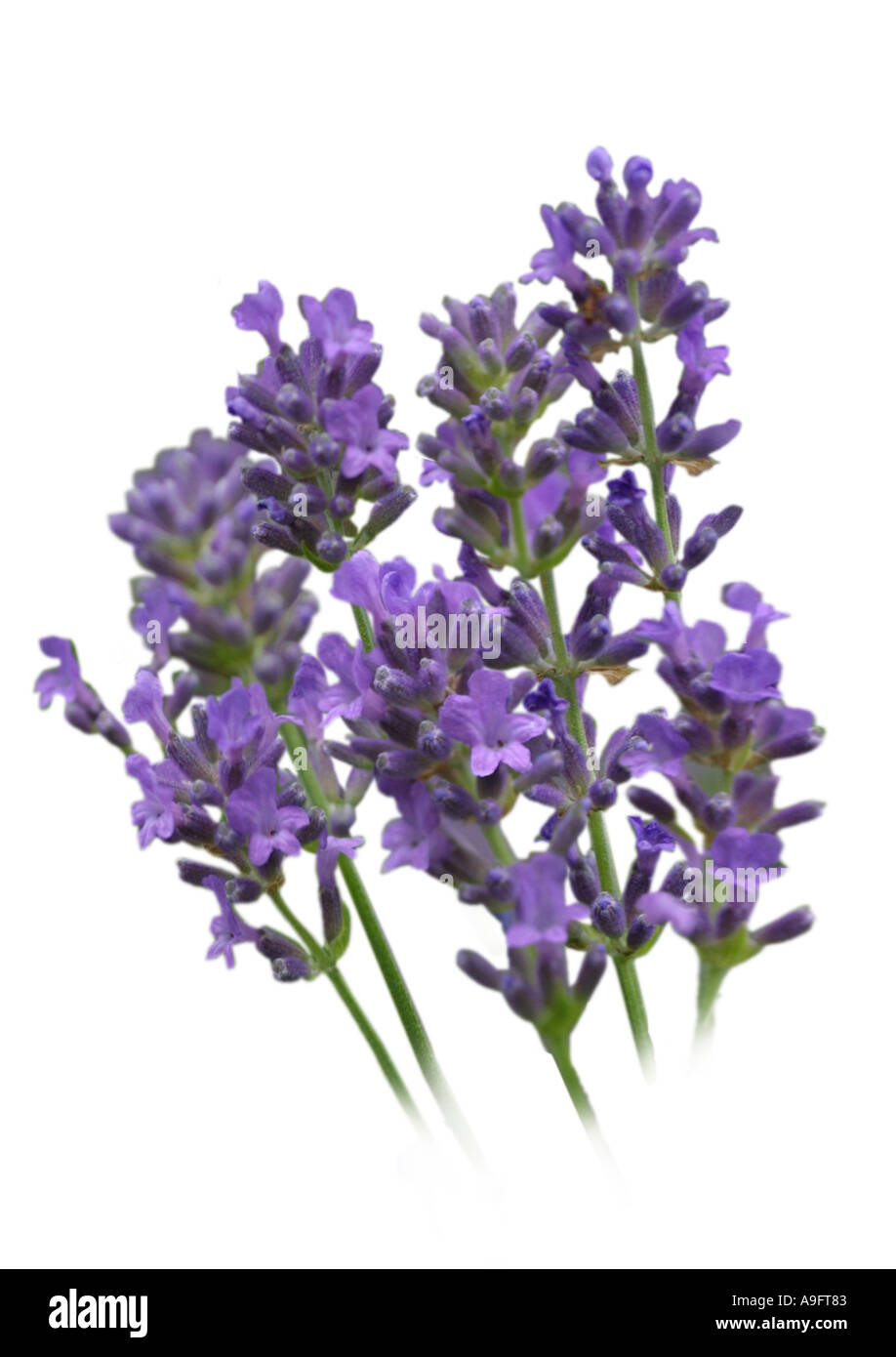 lavender (Lavandula angustifolia), blooming, cutted out Stock Photo - Alamy
