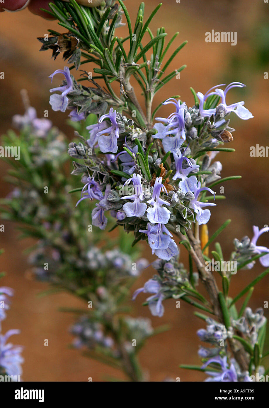 Labiate lamiaceae rosmarinus hi-res stock photography and images - Alamy
