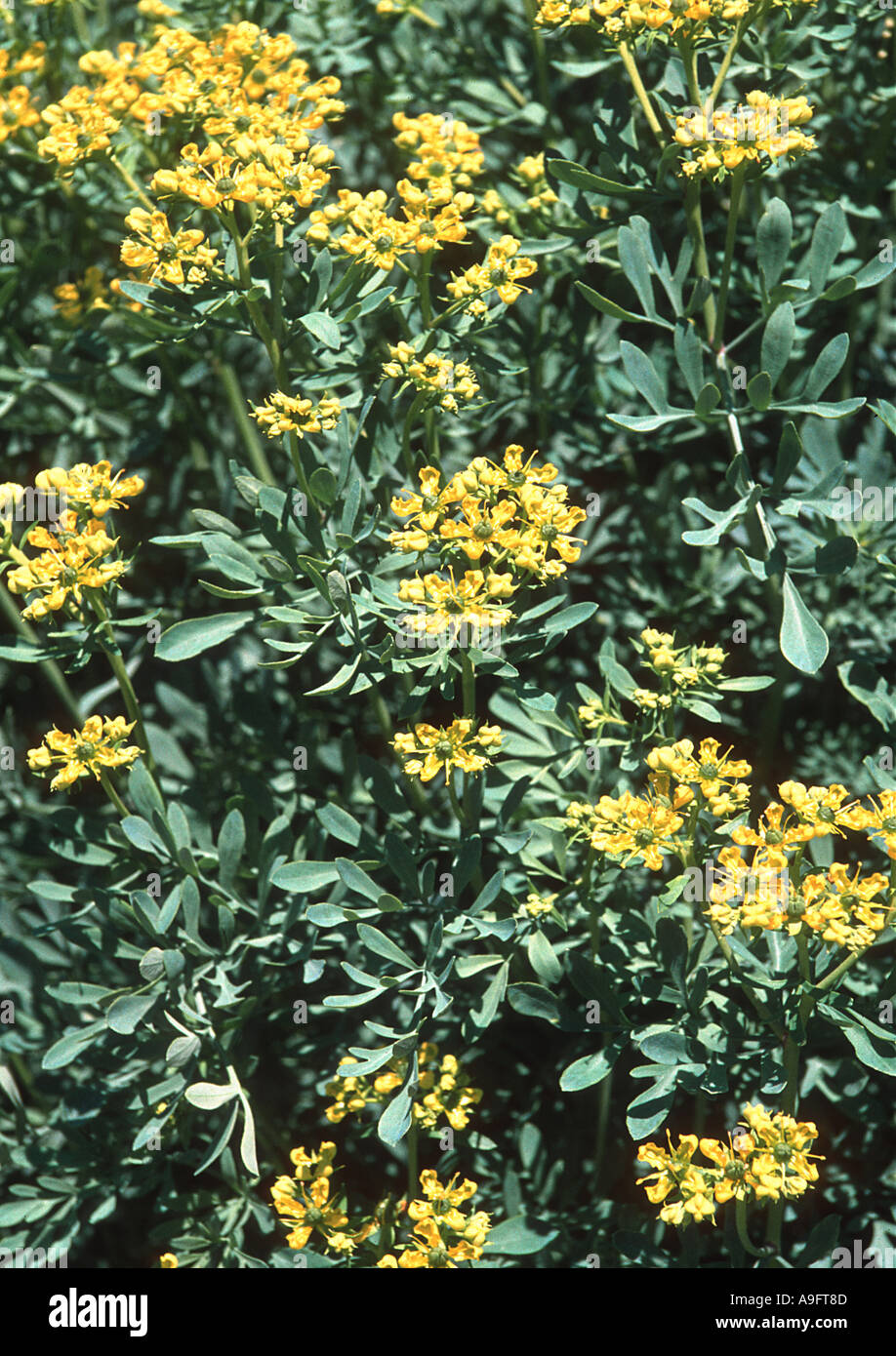 common rue (Ruta graveolens), blooming plants Stock Photo - Alamy