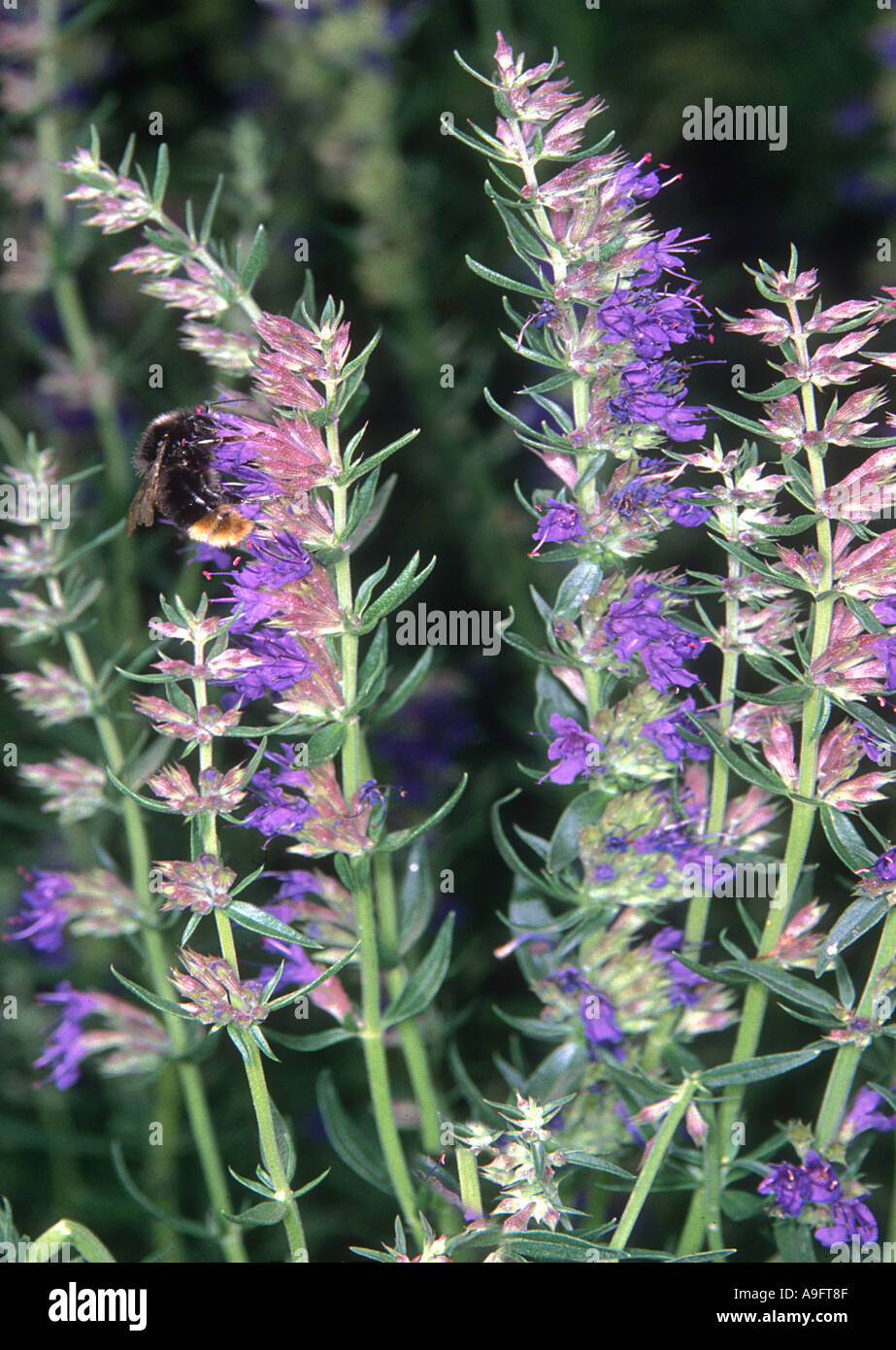 hyssop (Hyssopus officinalis), blooming Stock Photo - Alamy