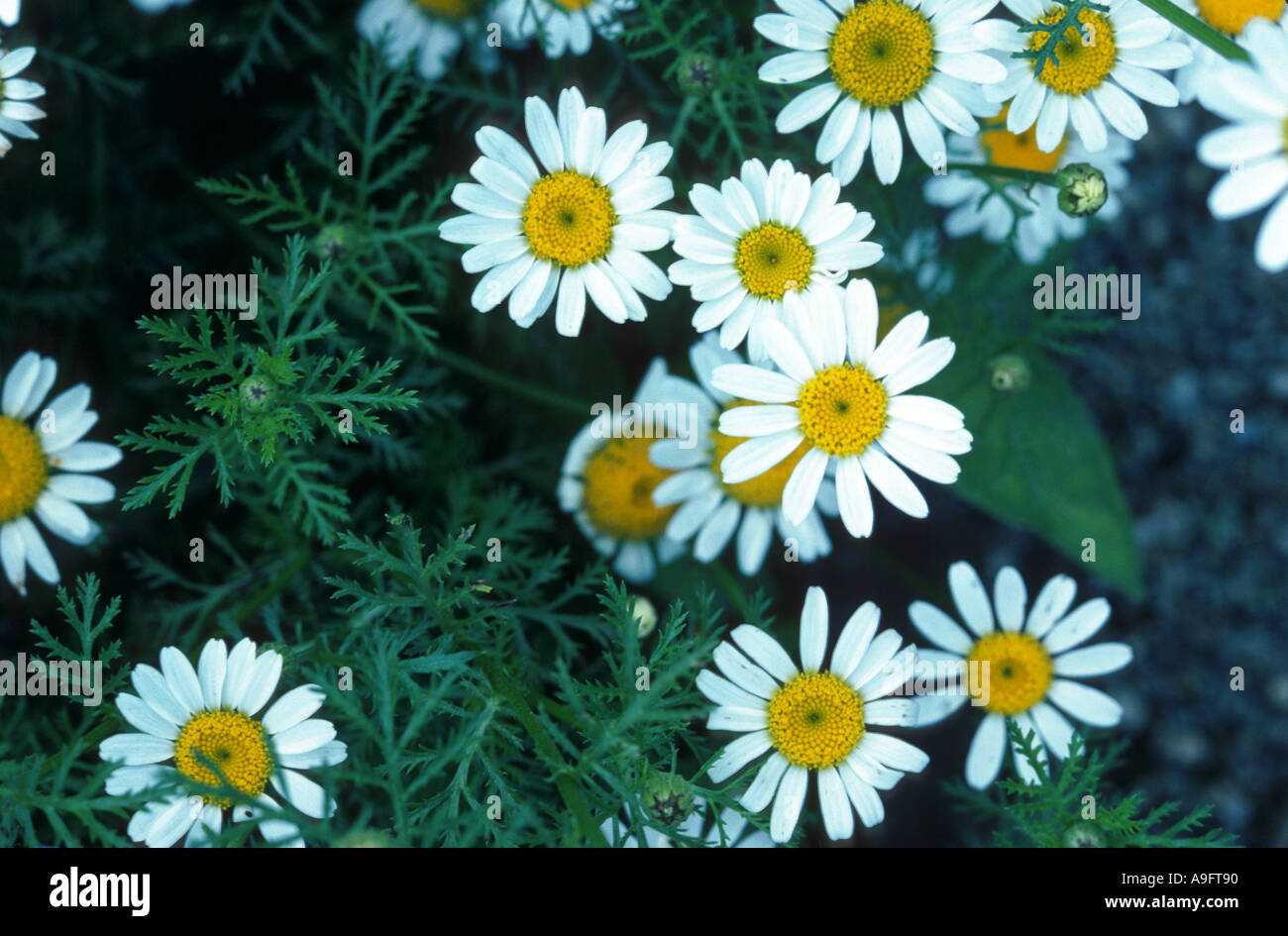 German anacyclus anacyclus officinarum hi-res stock photography and ...