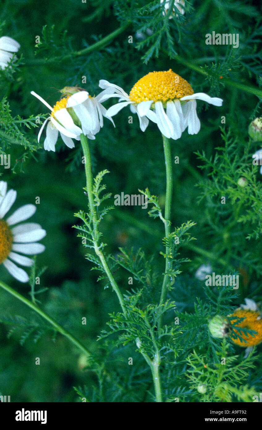 German anacyclus (Anacyclus officinarum), blooming Stock Photo - Alamy