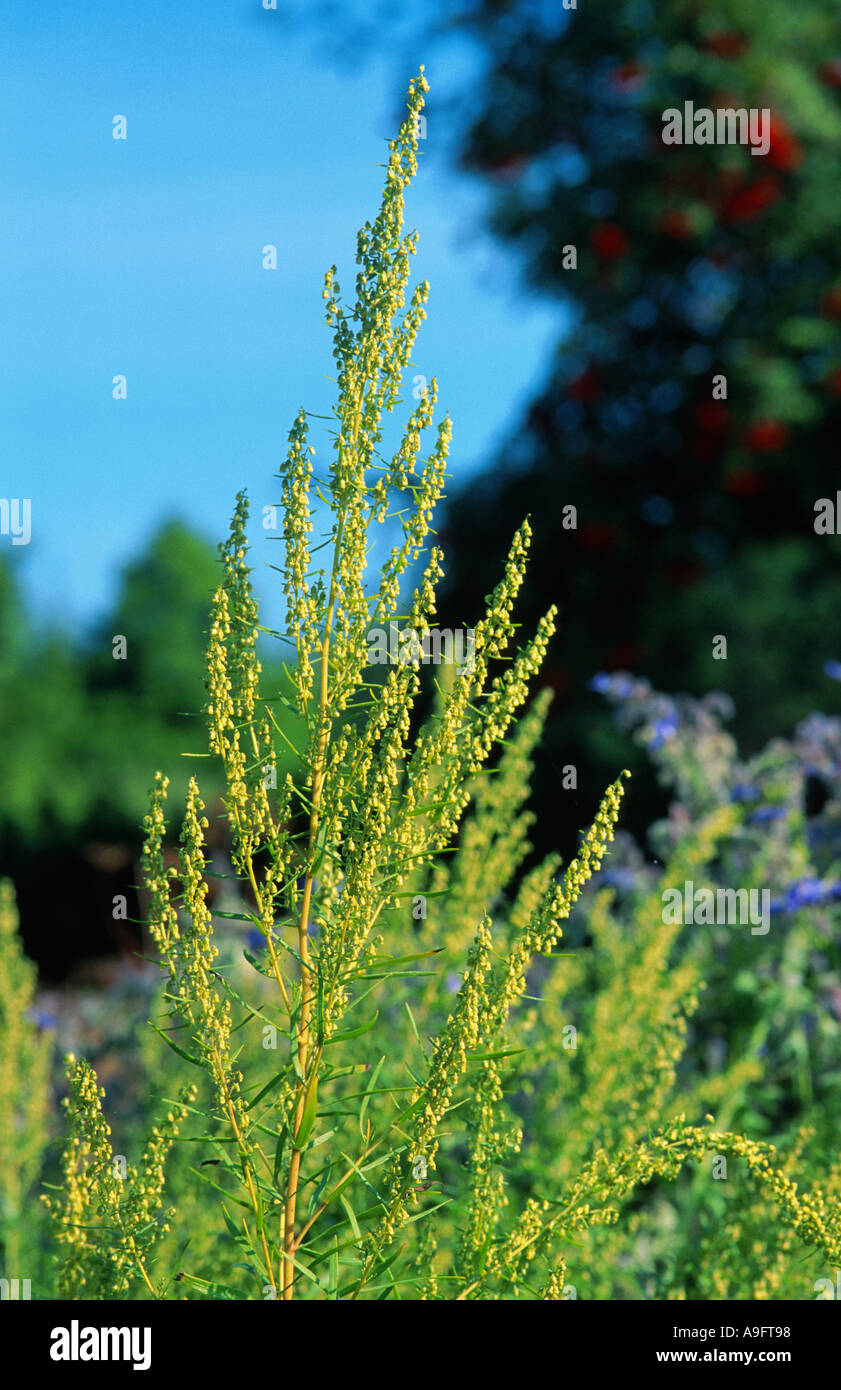 dragon sagewort, tarragon, estragole, esdragol, esdragon (Artemisia ...
