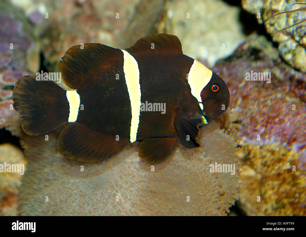 three-band anemonefish, maroon clownfish (Amphiprion tricinctus Stock ...