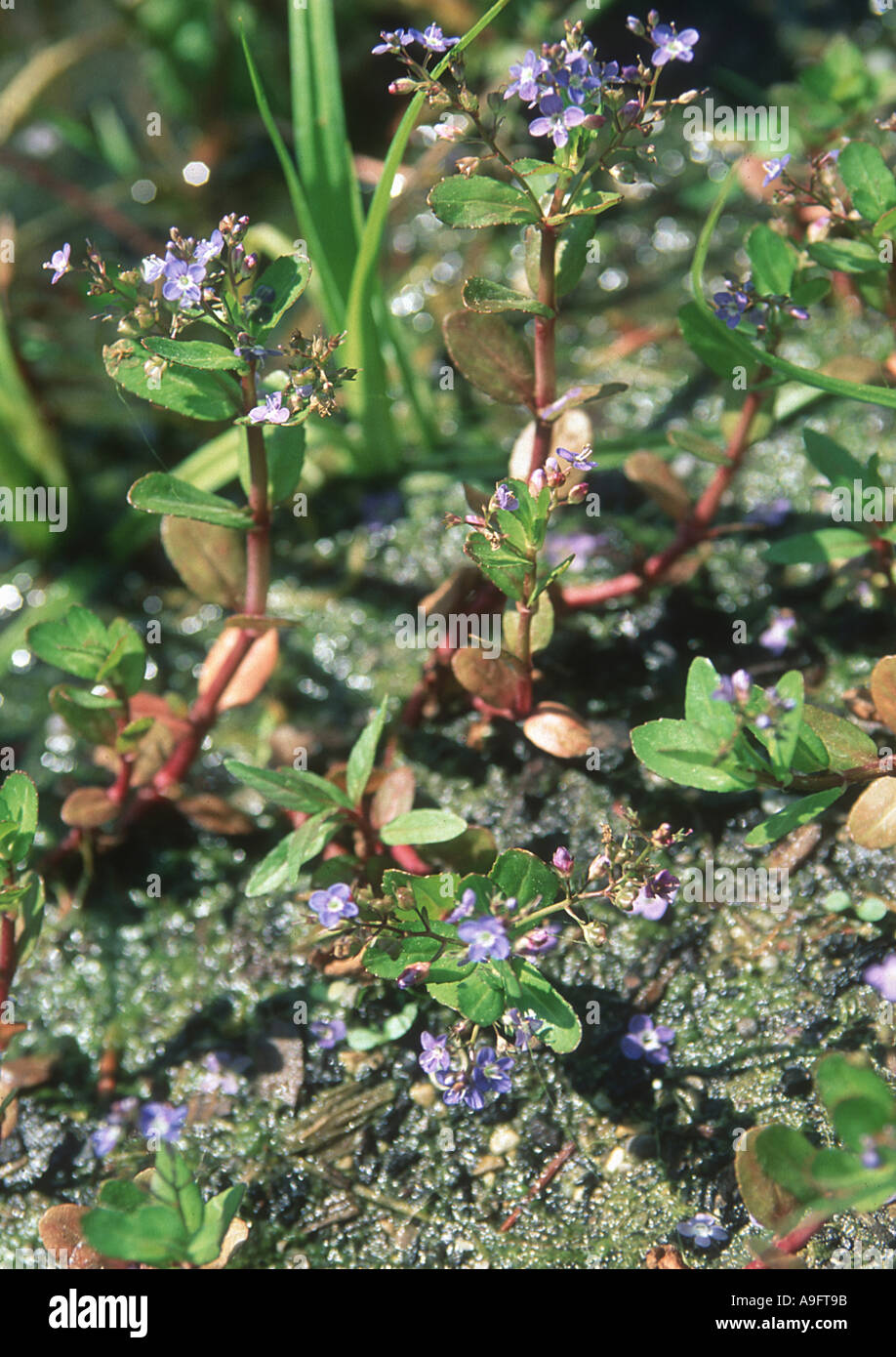 Veronica beccabunga flowers blue hi-res stock photography and images ...