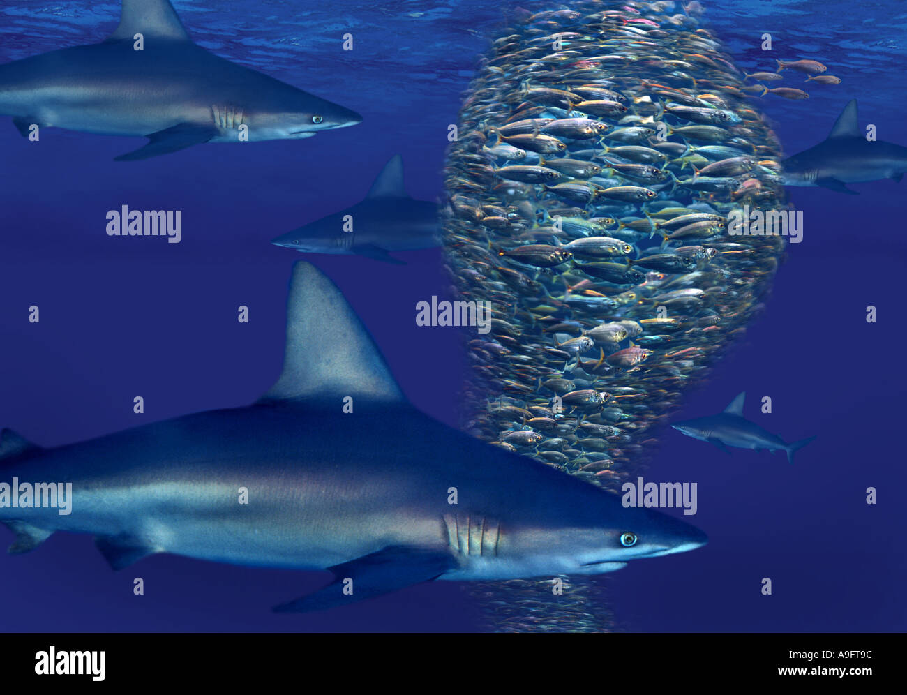 Predatory sharks hi-res stock photography and images - Alamy
