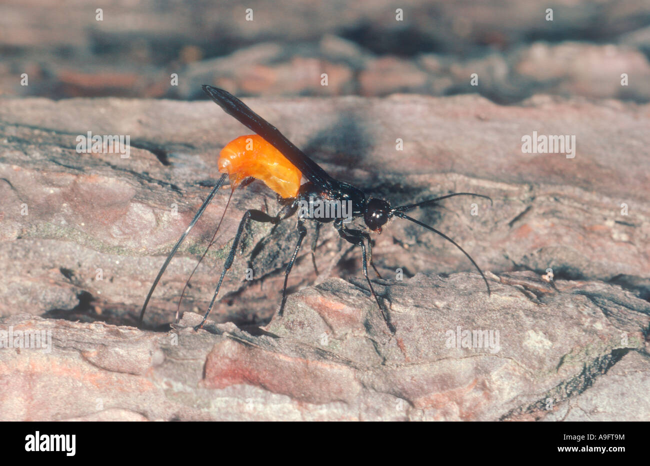 Braconid Wasp, Atanycolus sp. Feamle laying eggs in pine bark Stock ...