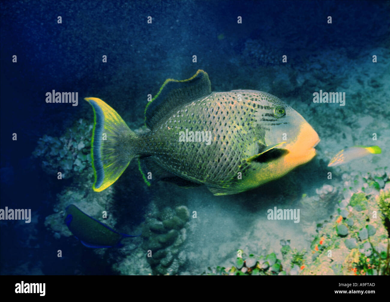 Yellowmargin triggerfish hi-res stock photography and images - Alamy