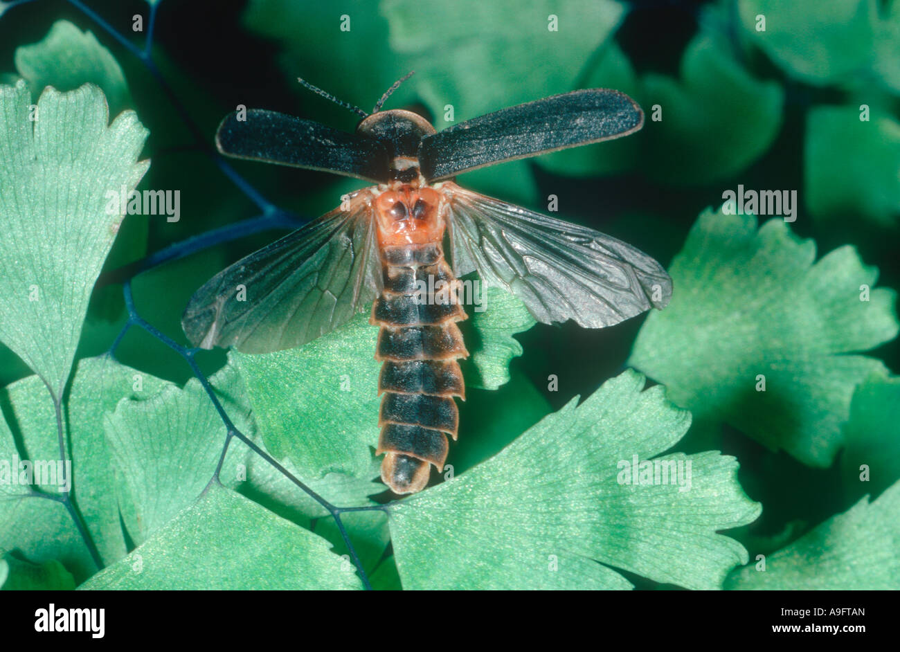 Glow-worm, Lampyris noctiluca. Male with wings open Stock Photo - Alamy