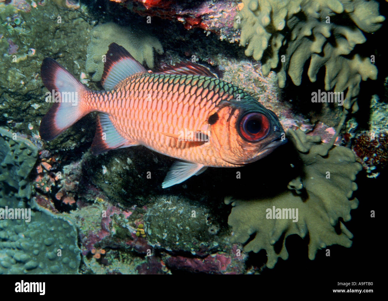 shadowfin soldierfish, blacktip soldierfish, blue squirrelfish ...
