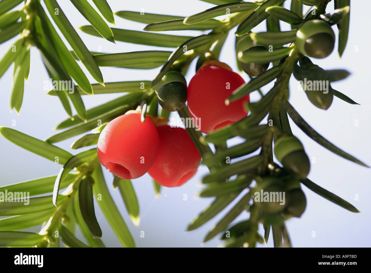 common yew (Taxus baccata), ripe seeds with red seed coat (aril Stock ...