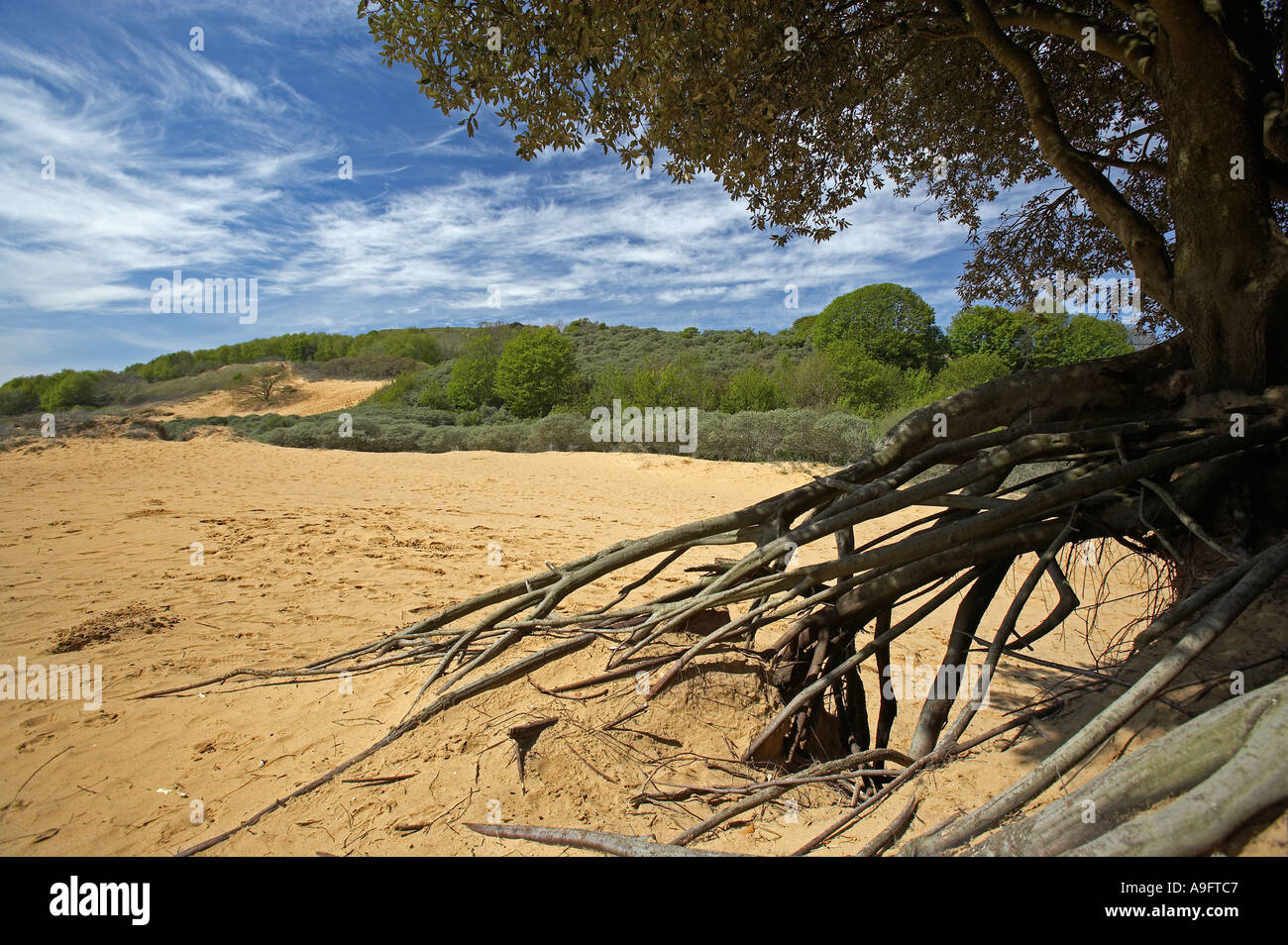 Welsh roots hi-res stock photography and images - Alamy