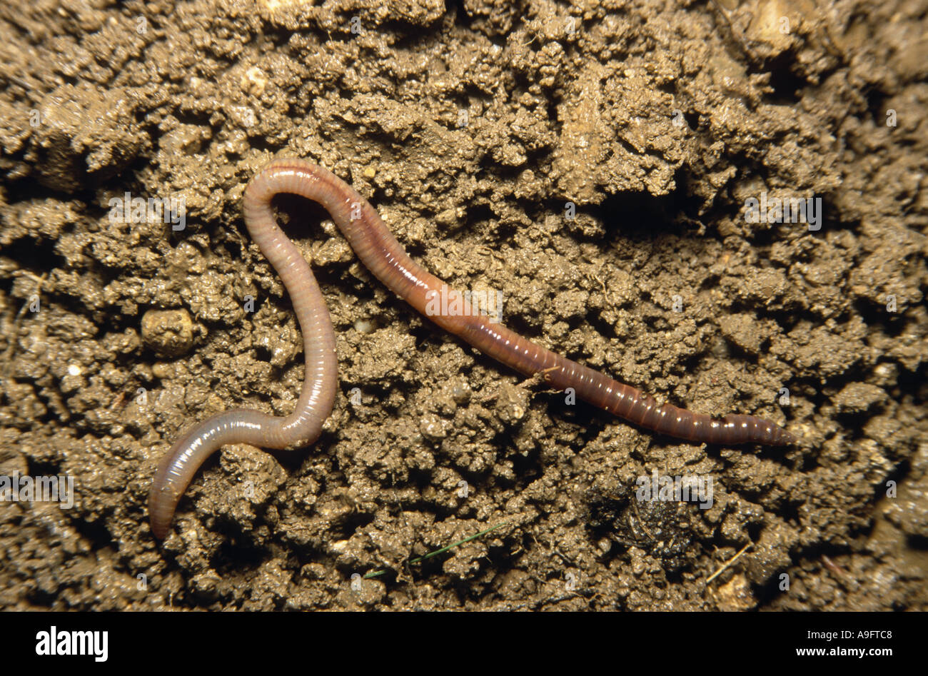 Lying free on loose soil hi-res stock photography and images - Alamy