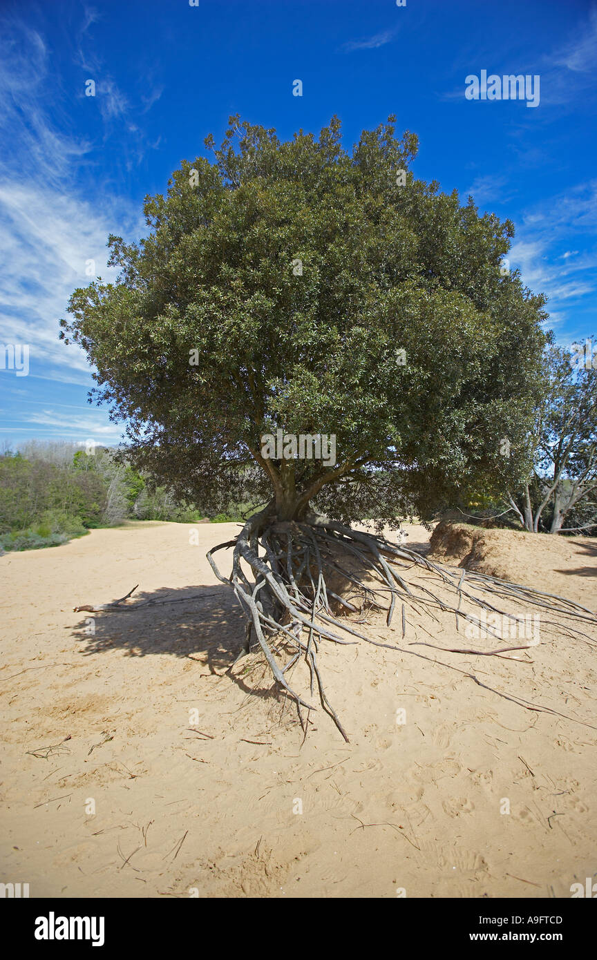 Exposed Tree Roots Merthyr Mawr Warren Bridgend South Wales Stock Photo ...