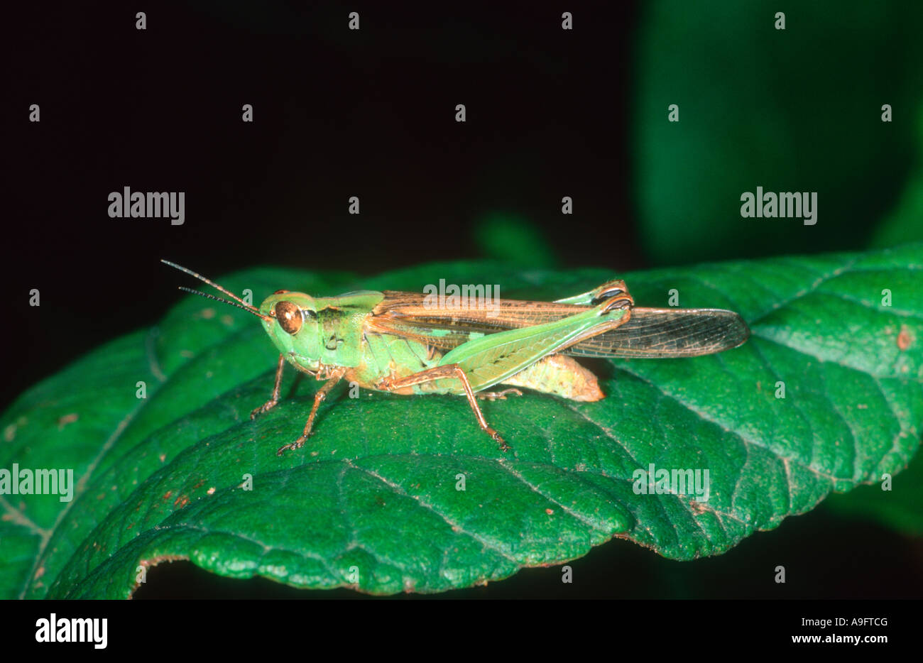 Migratory Locust, Locusta migratoria. Solitary phase young on leaf ...