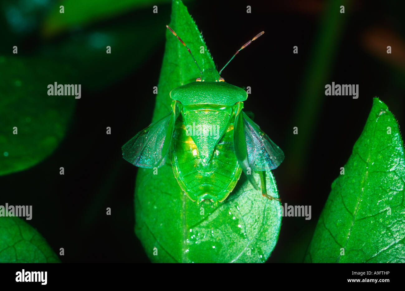 Nezara viridula on leaf showing wings hi-res stock photography and ...