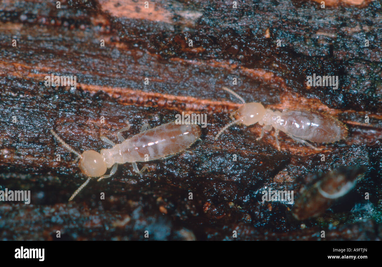 Reticulitermes lucifugus workers hi-res stock photography and images ...