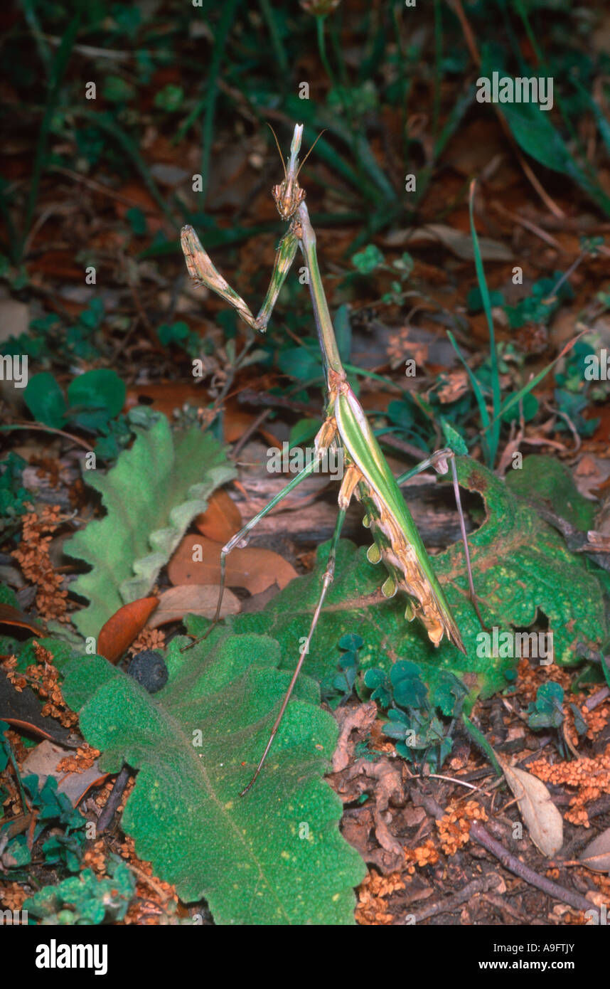 Insects on ground hi-res stock photography and images - Alamy