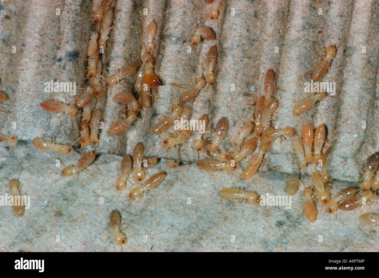 Termite soldiers hi-res stock photography and images - Alamy
