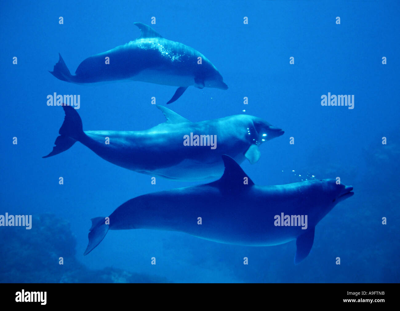 bottlenosed dolphin, common bottle-nosed dolphin (Tursiops truncatus ... bottlenosed dolphin, common bottle-nosed dolphin (Tursiops truncatus ...