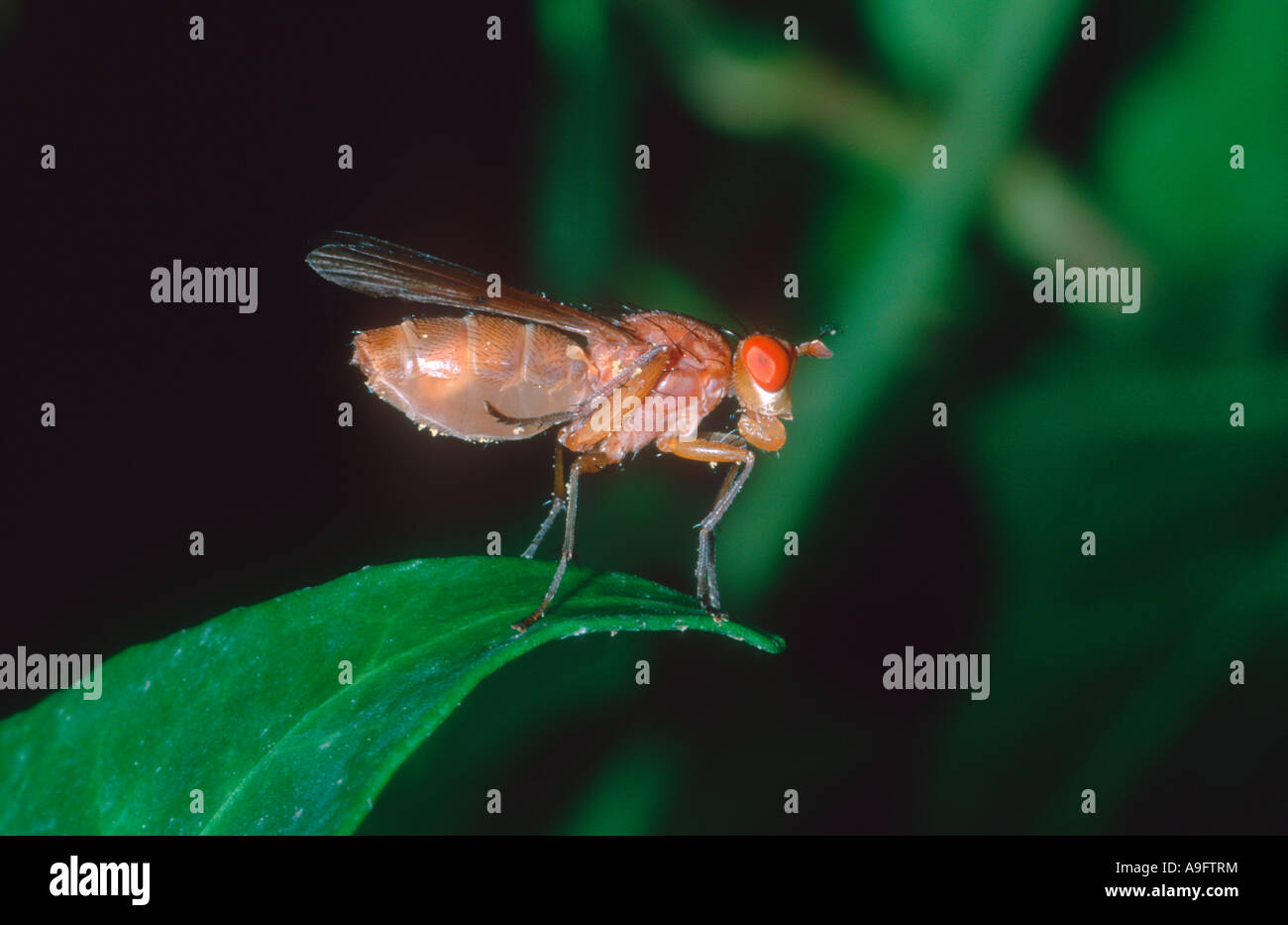 Fly order diptera hi-res stock photography and images - Alamy