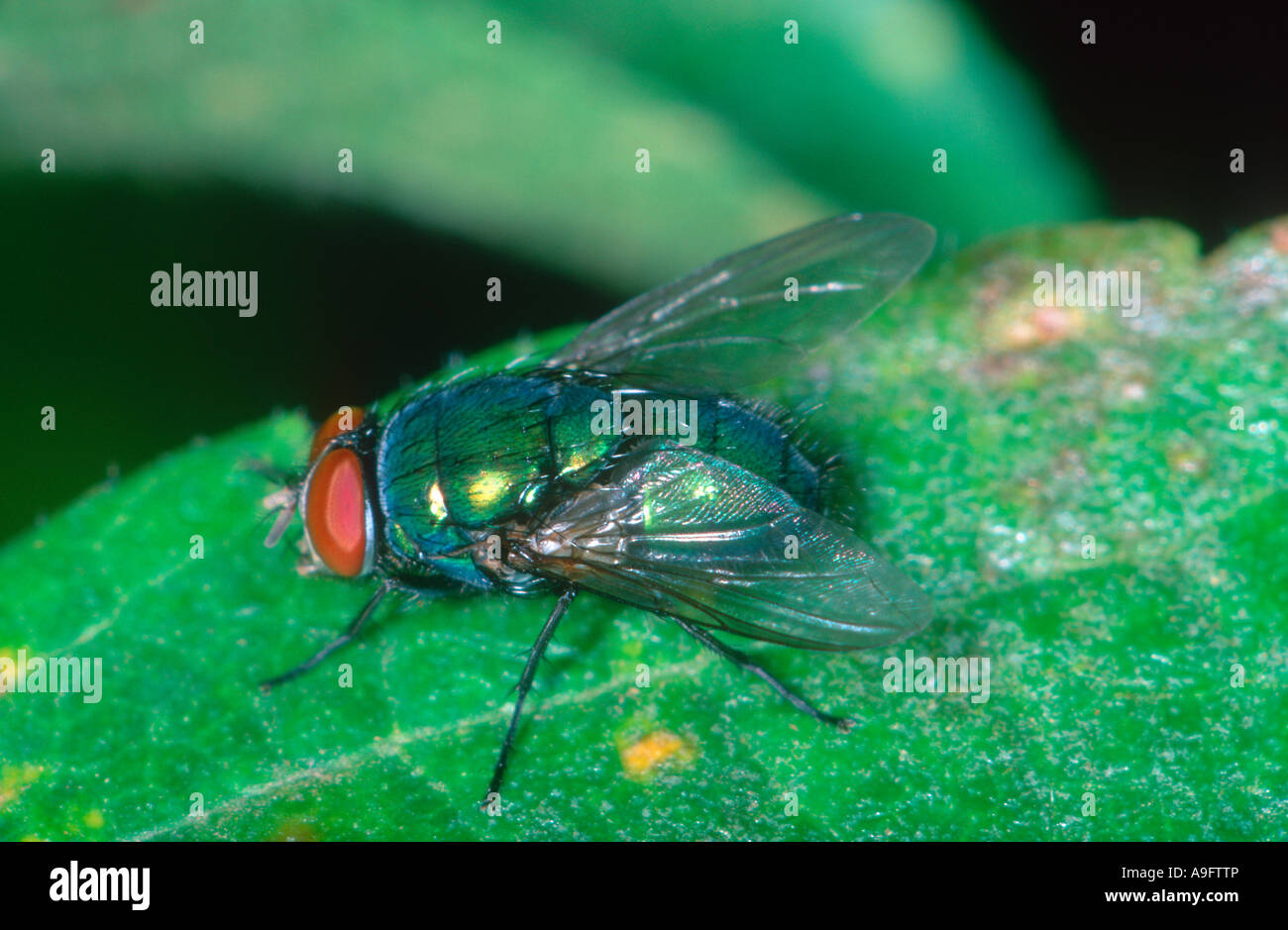 Greenbottle Fly, Lucilia caesar. On leaf Stock Photo - Alamy