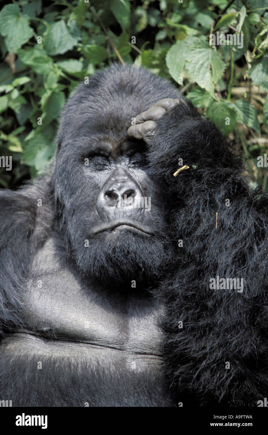 Gorilla scratching head hi-res stock photography and images - Alamy