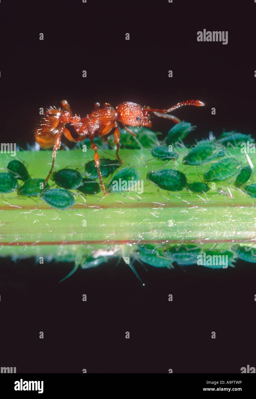 European fire ant myrmica rubra hi-res stock photography and images - Alamy