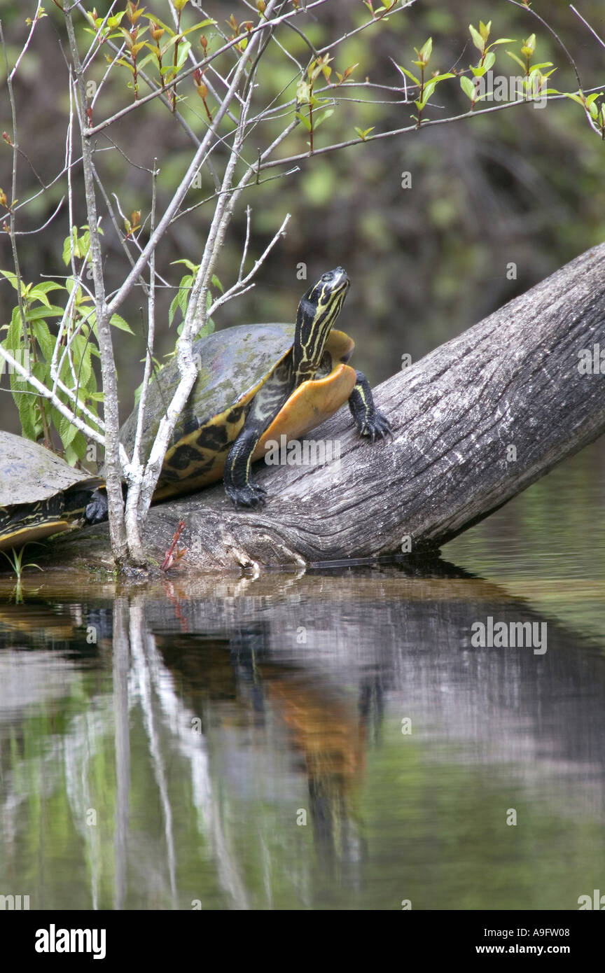 American red bellied turtle hi-res stock photography and images - Alamy