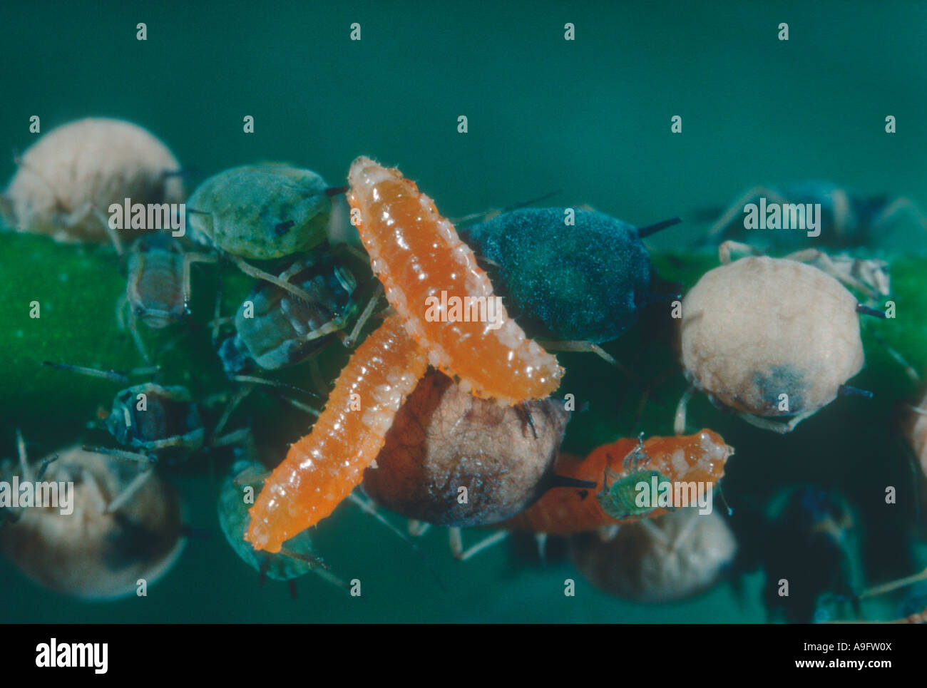 Hover-fly, Family Syrphidae. Larvae on Aphid colony Stock Photo - Alamy