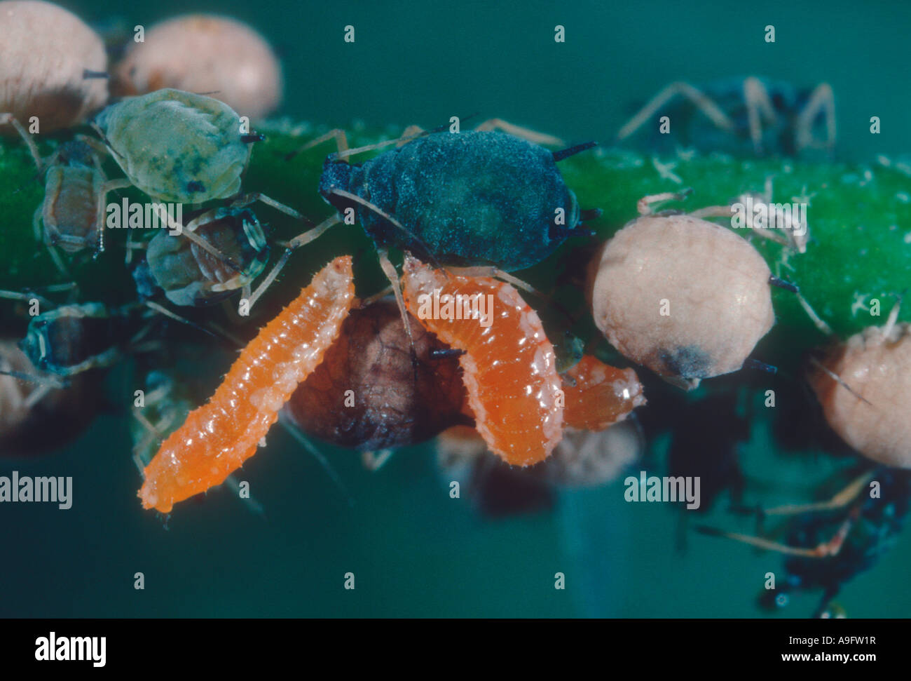 Larvae and flies hi-res stock photography and images - Alamy