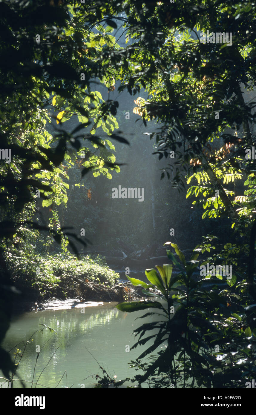 rainforest with little river, Indonesia, Yapen Island, Irian Jaya Stock ...