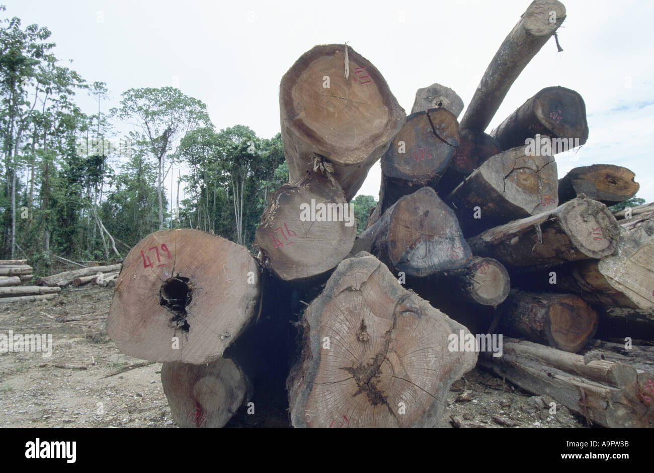 logging of rainforest, stack of logs on a cleared plain, Borneo Stock ...
