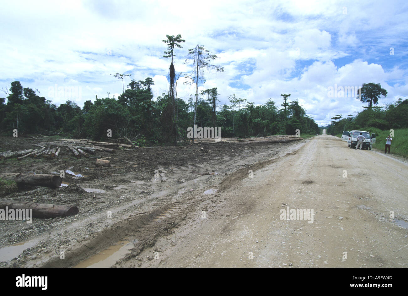 logging road through rainforest, Indonesia, Borneo Stock Photo - Alamy