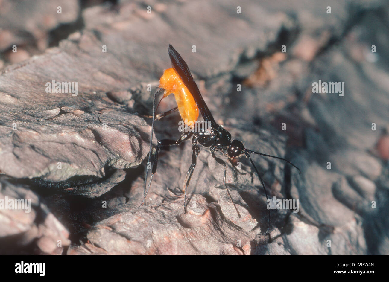 Braconid wasp atanycolus sp hi-res stock photography and images - Alamy