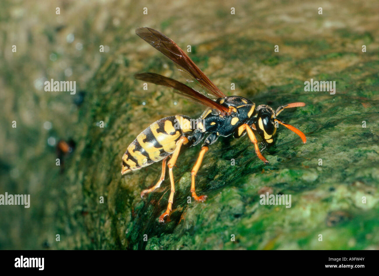 Water wasp hi-res stock photography and images - Alamy