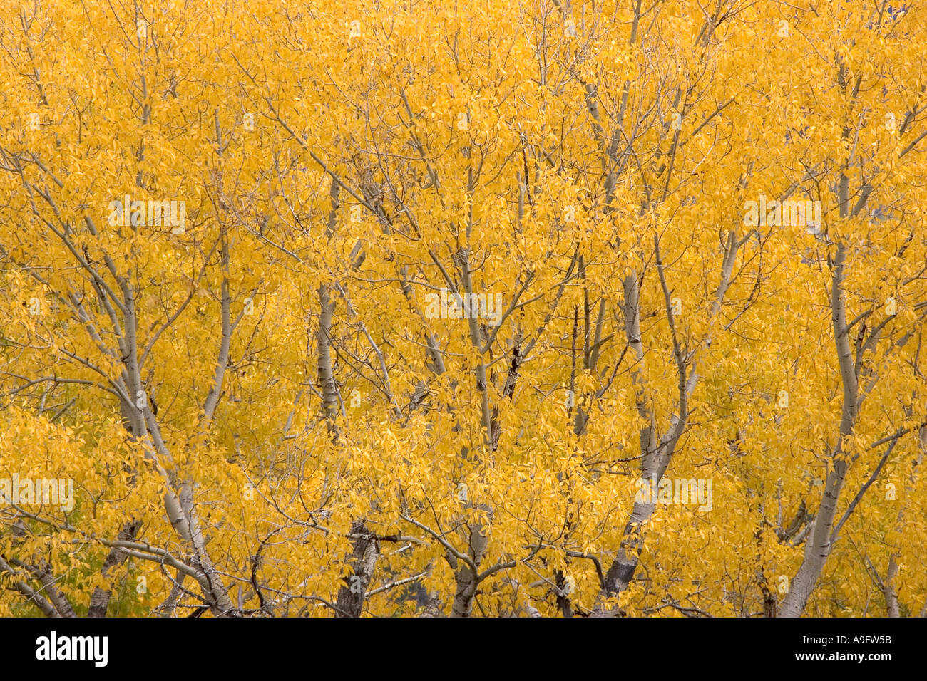 European aspen (Populus tremula), fall colours in the San Juan ...