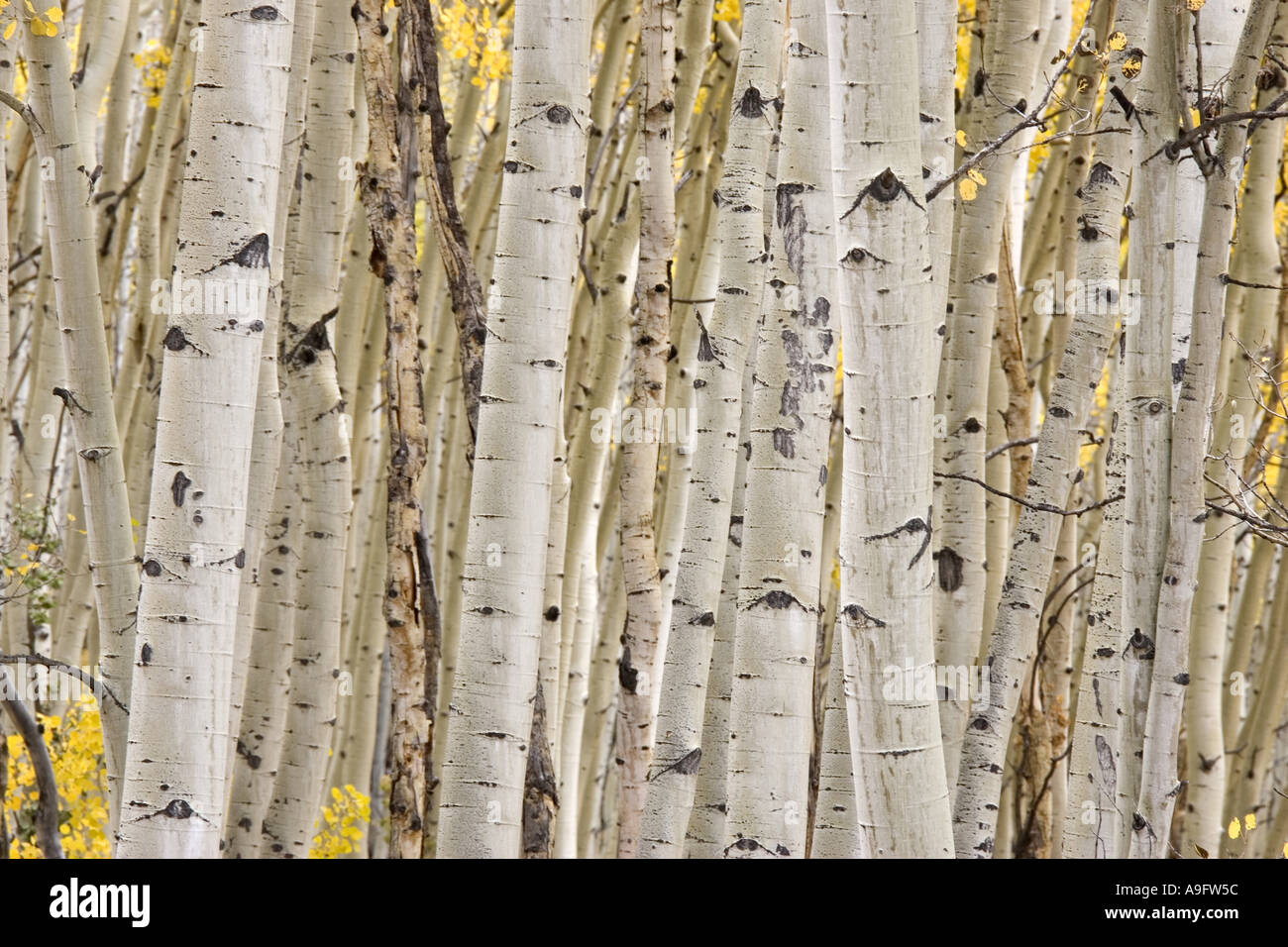 European aspen populus tremula bark hi-res stock photography and images ...