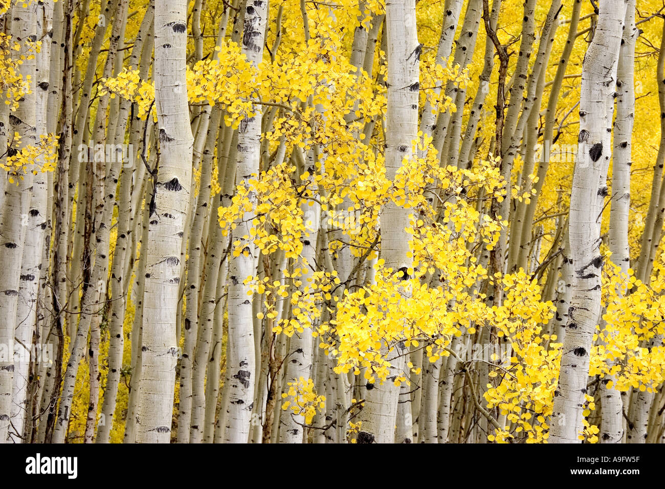 European aspen (Populus tremula), trunks in autumn, USA, Colorado Stock ...