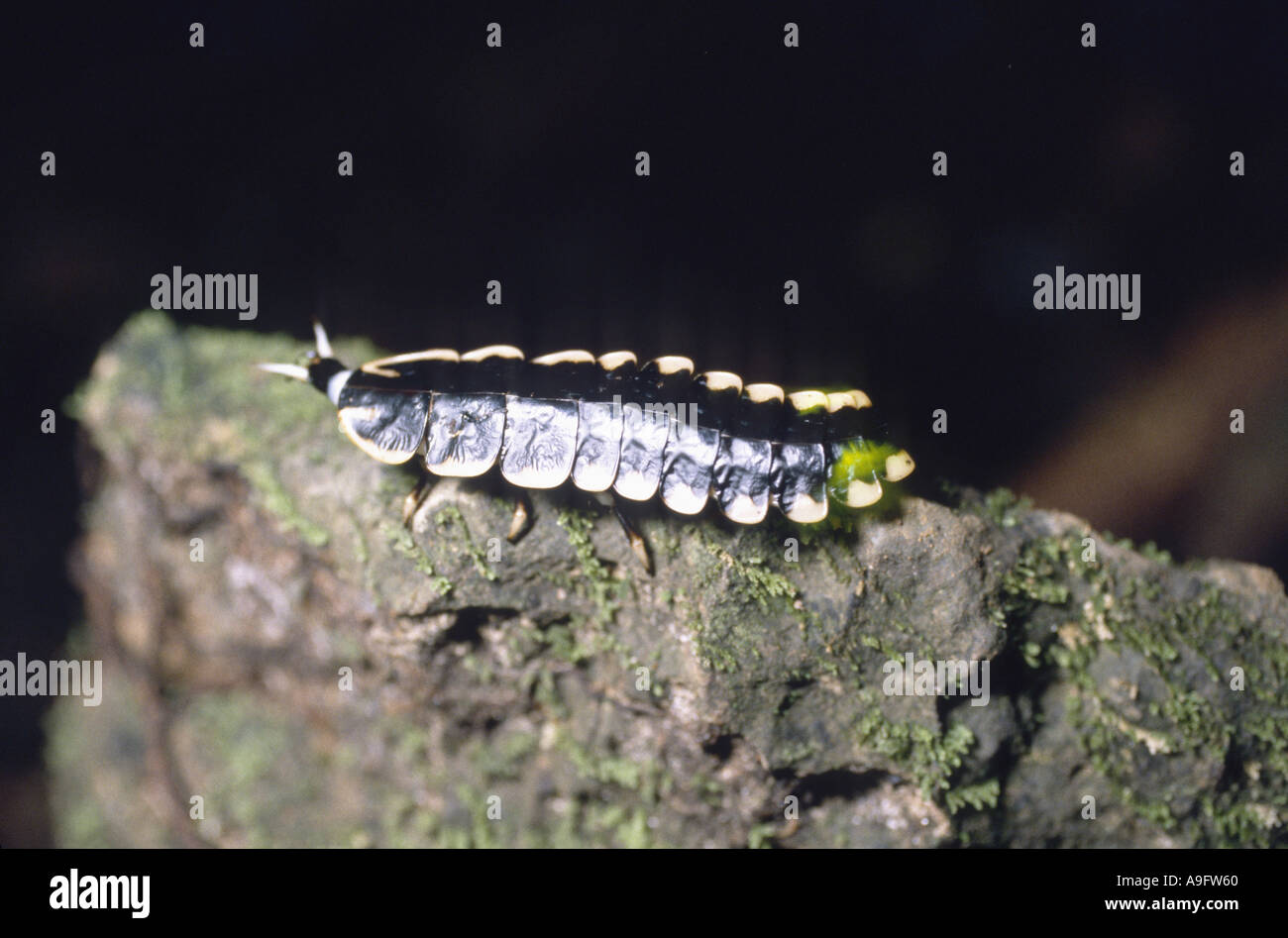 glow worm (Lampyridae), larva, in rainforest, Indonesia, Sumatra ...