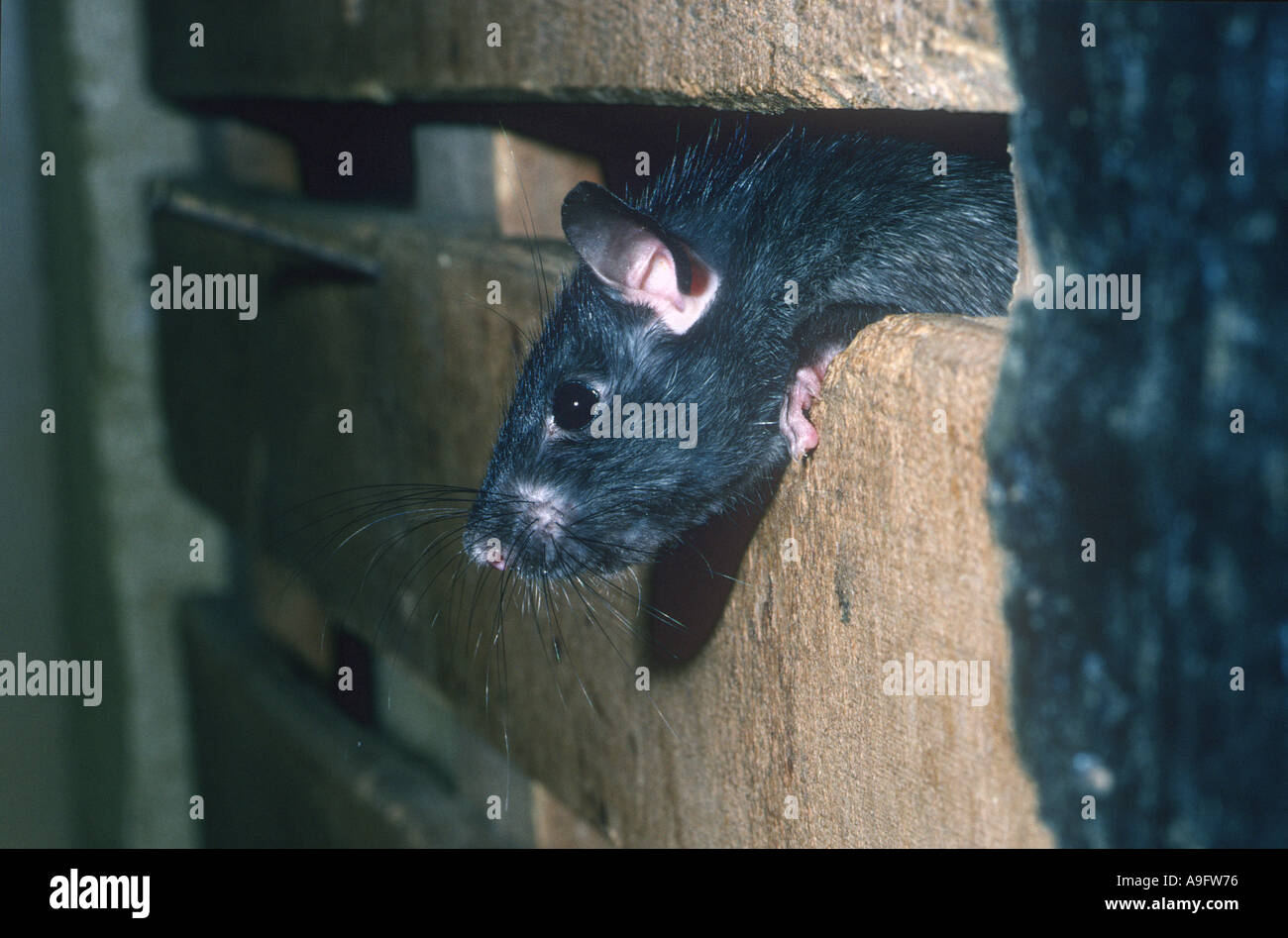 Black Rat Animals Natural World Environment Wales Stock Photo - Alamy