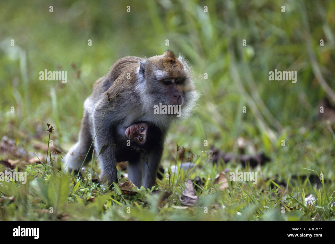 crab-eating macaque, Java macaque (Macaca fascicularis, Macaca irus ...