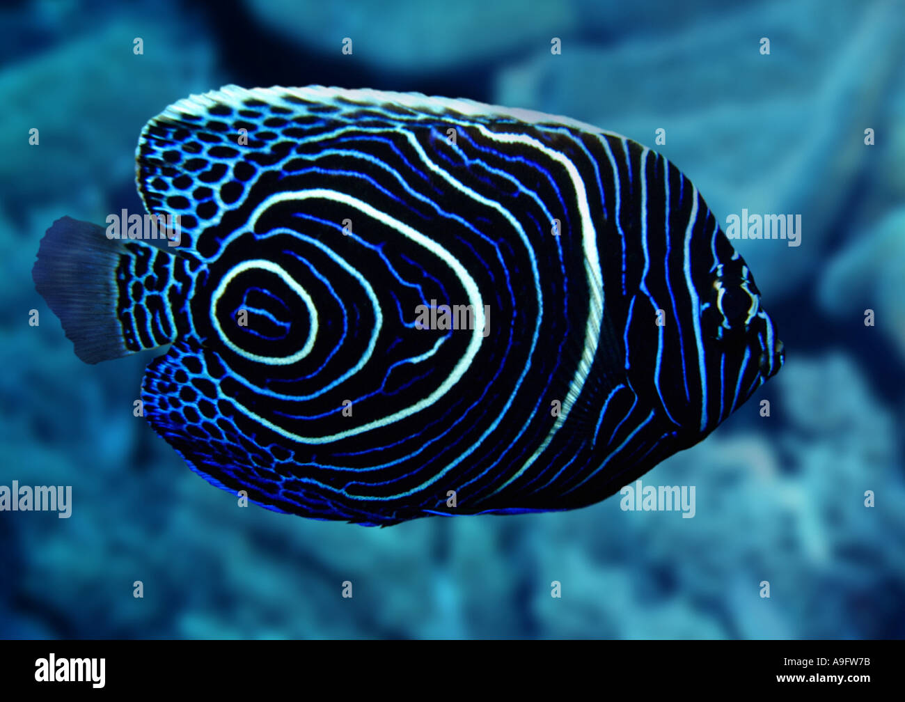 emperor angelfish, imperial angelfish (Pomacanthus imperator ...