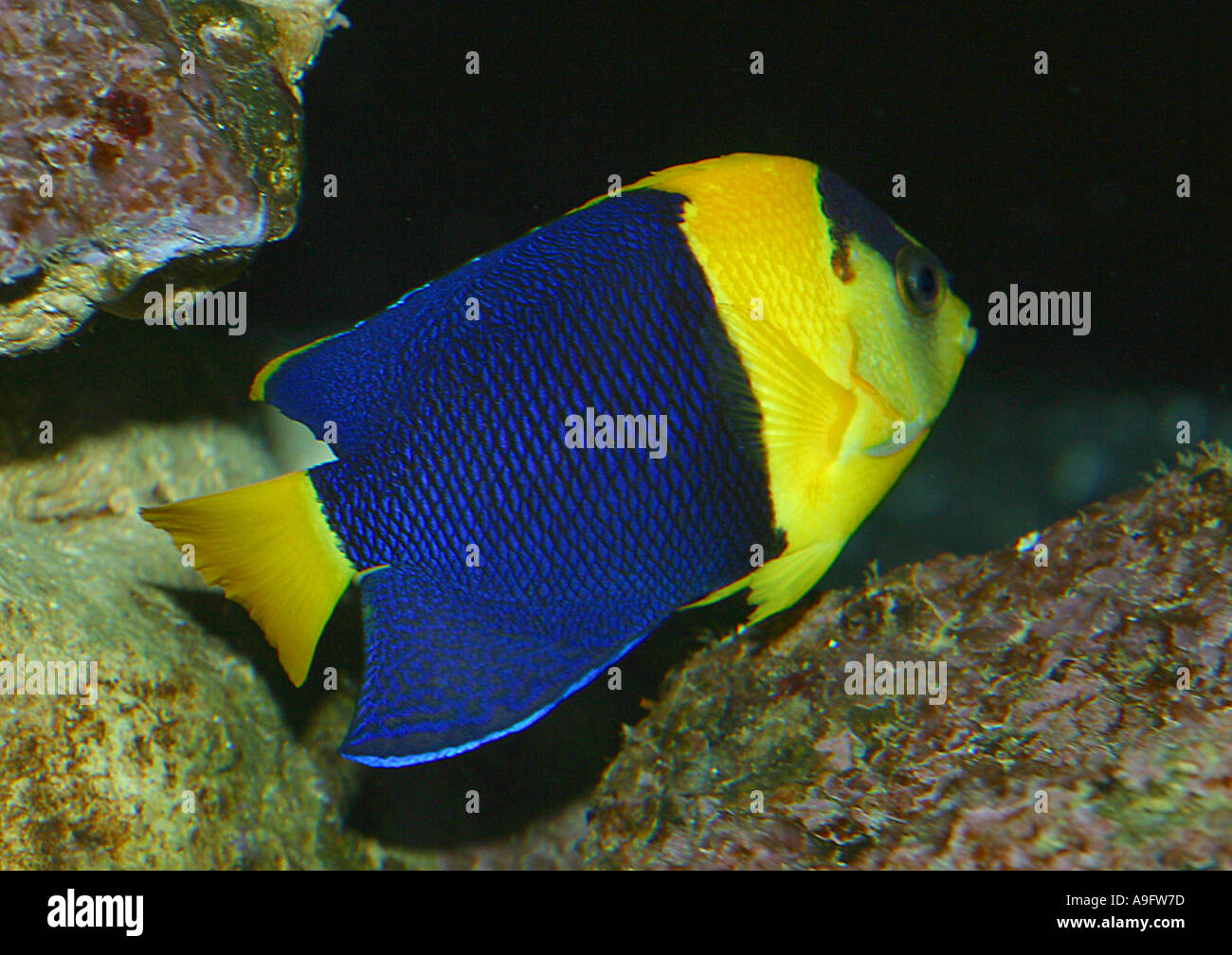 Bicolor angelfish (centropyge bicolor) hi-res stock photography and ...