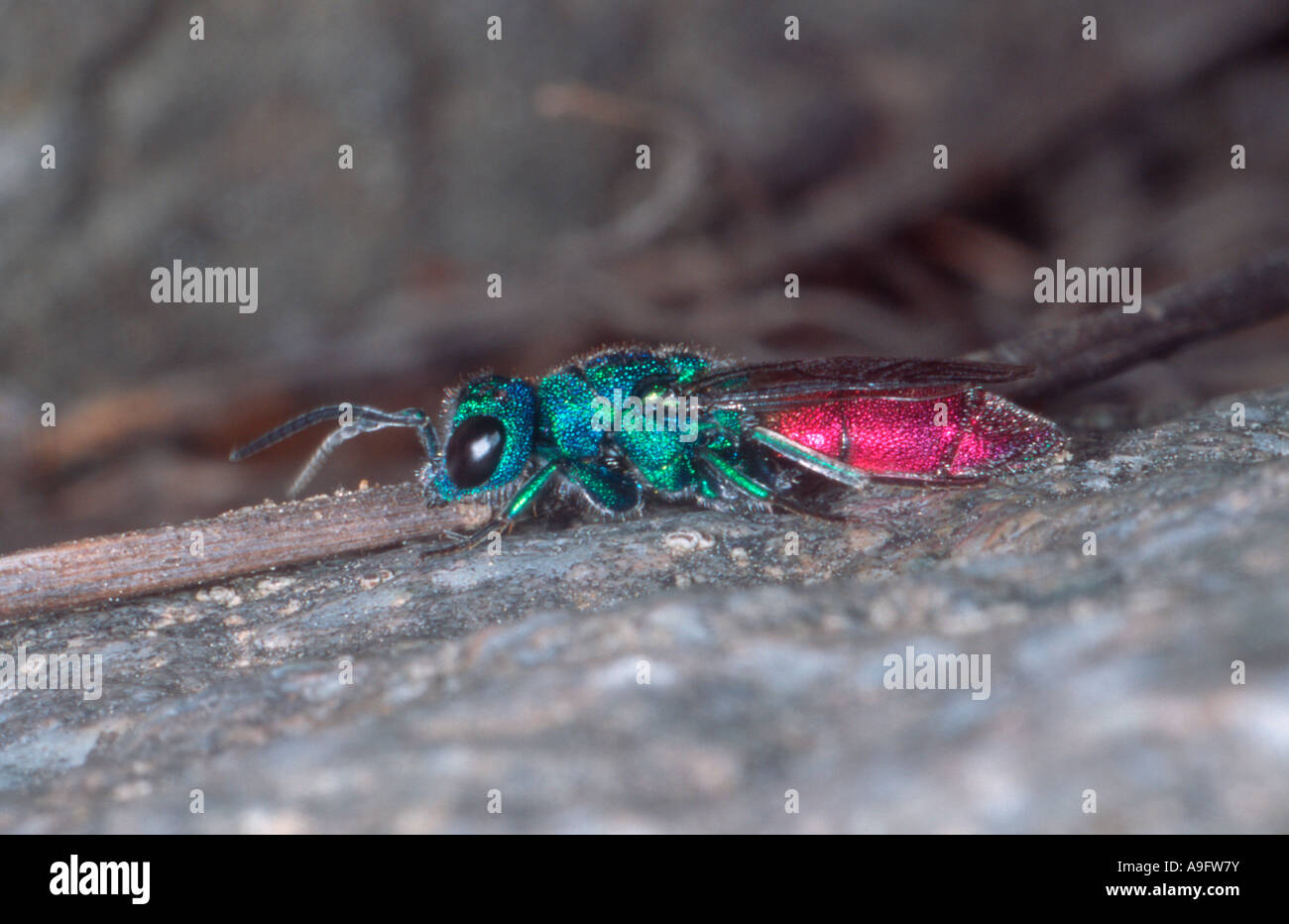 Ruby-tailed Wasp, Chrysis ignita. On ground Stock Photo - Alamy