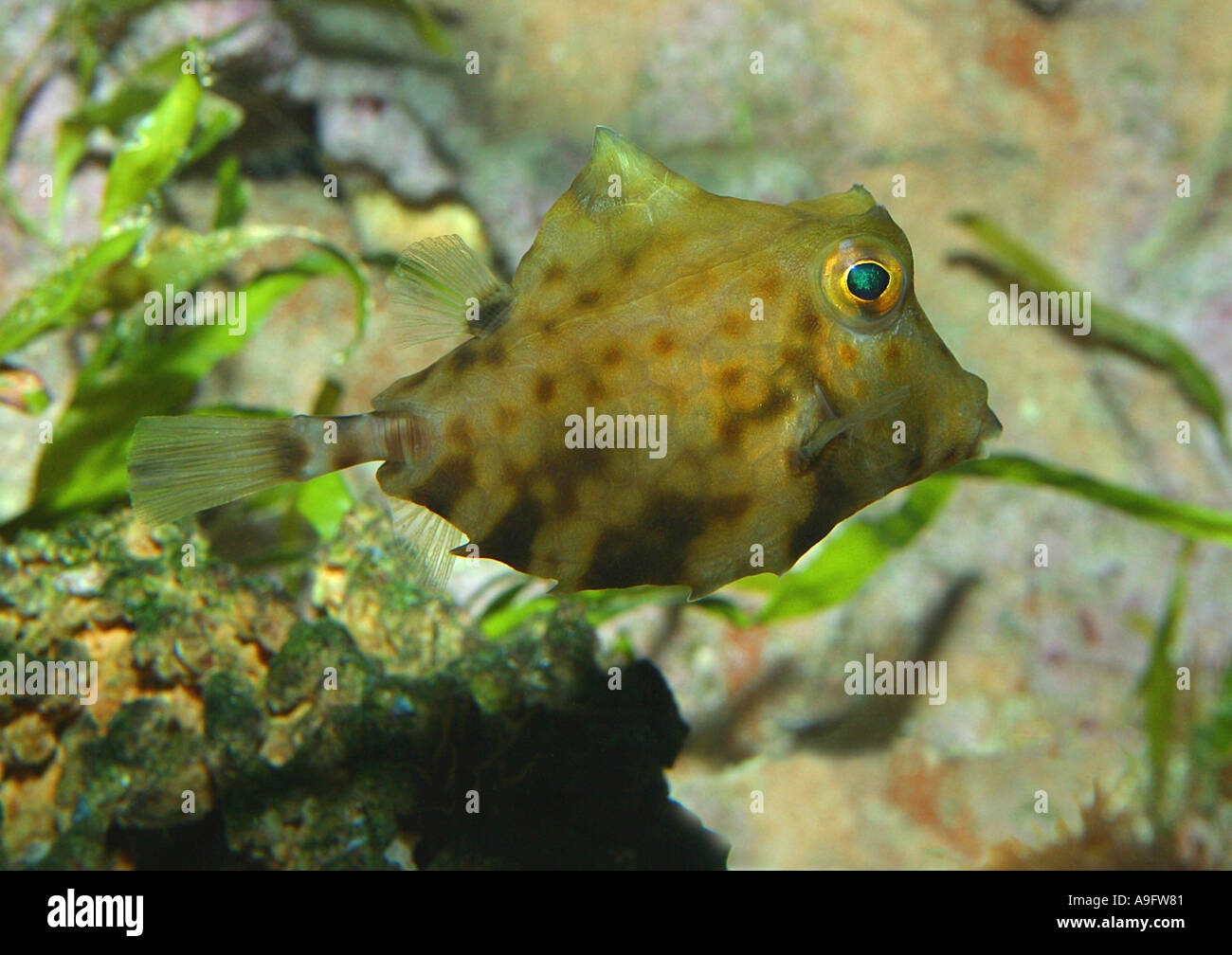 Boxfishes hi-res stock photography and images - Alamy