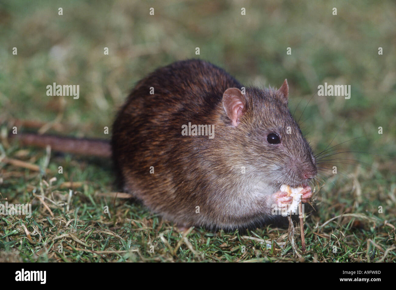 Common Rat Animals Natural World Environment Wales Stock Photo - Alamy