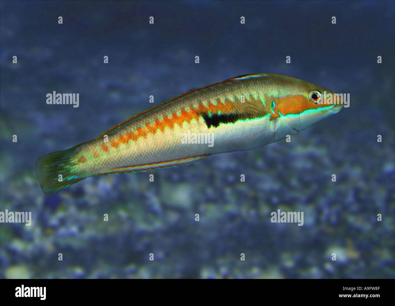 Rainbow wrasse coris julis hi-res stock photography and images - Alamy