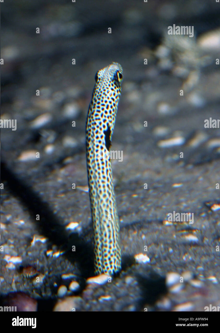 Hassi High Resolution Stock Photography and Images - Alamy